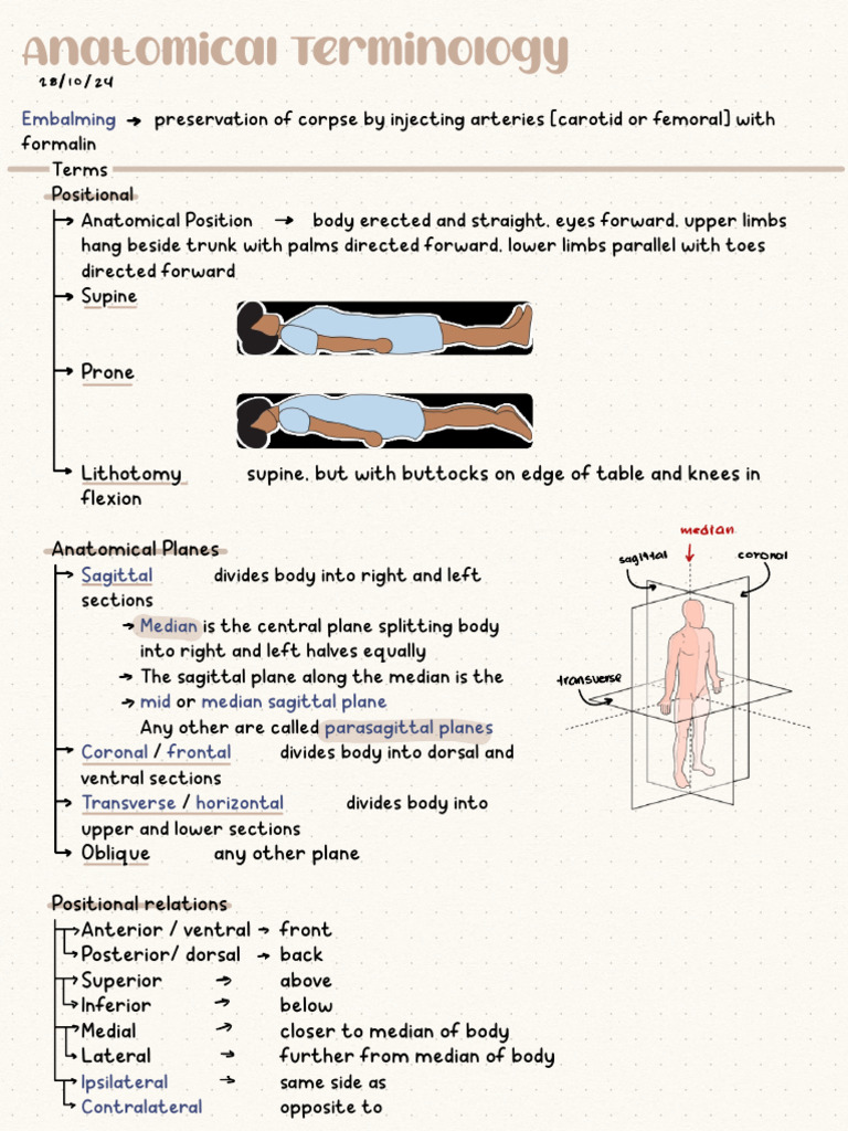 Anatomical Terms | PDF
