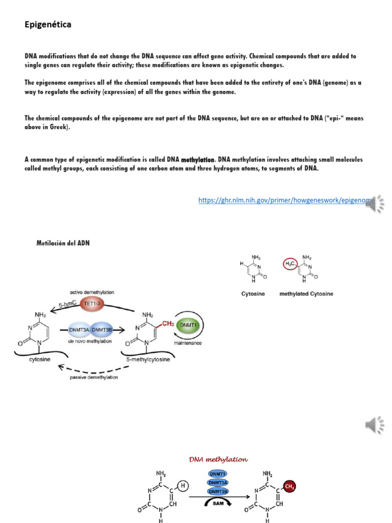 Understanding Epigenetics and DNA Methylation | PDF