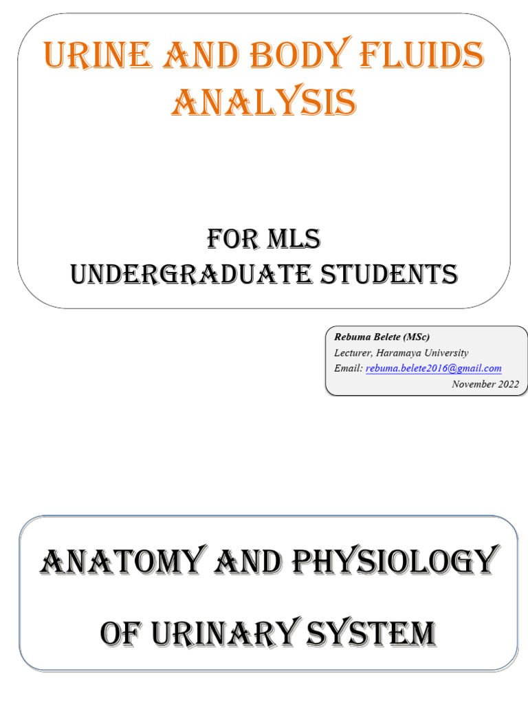 Ua - Lec 1 - Urinary System | PDF | Kidney | Urology