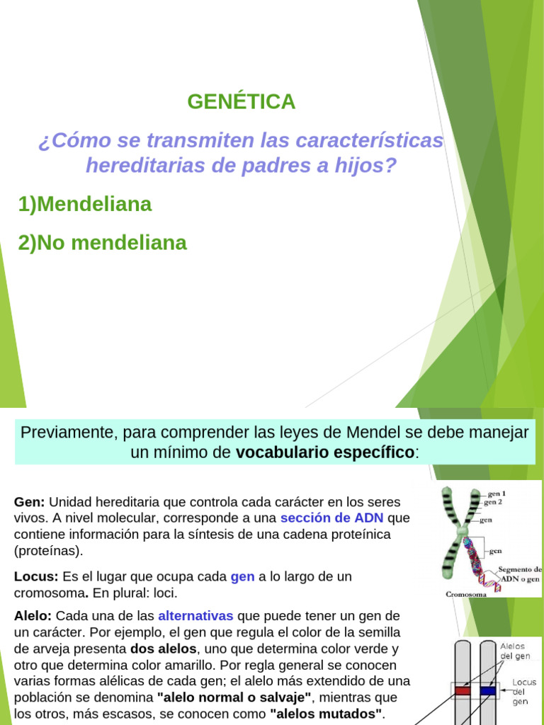 Introducción a la Herencia Genética | PDF | Dominancia (Genética) | Alelo