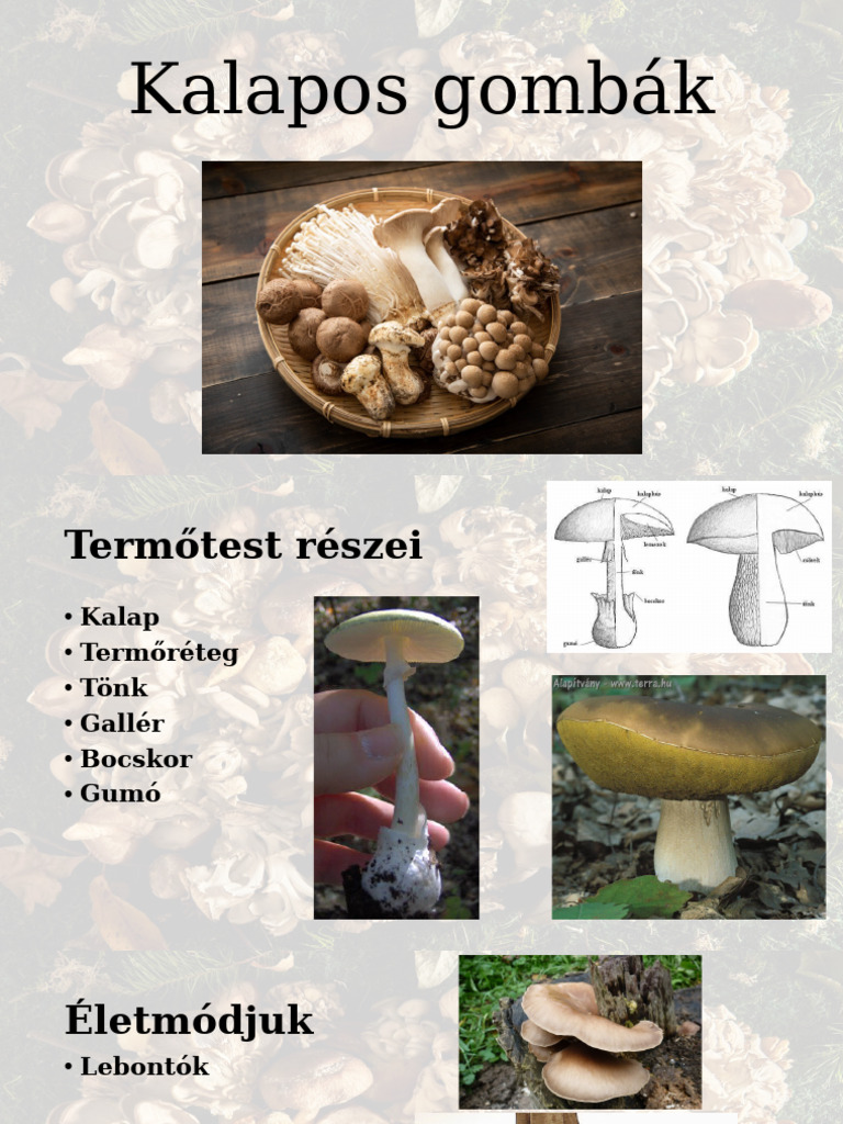 Kalapos Gombák | PDF