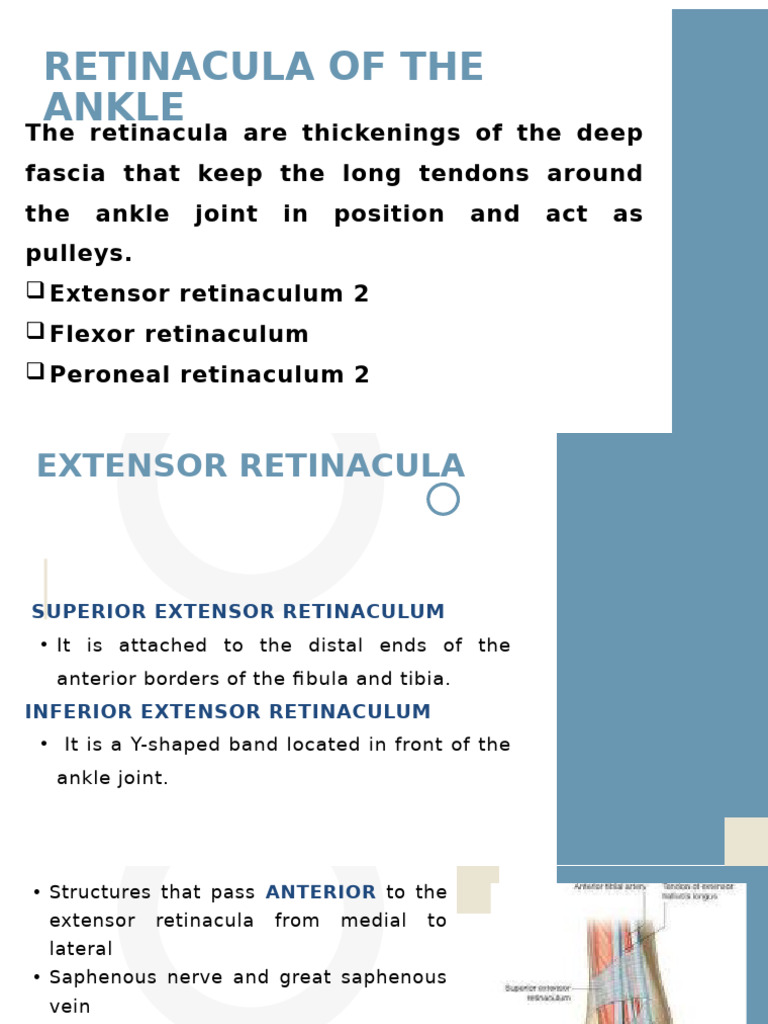 Anatomy of Ankle Retinacula | PDF
