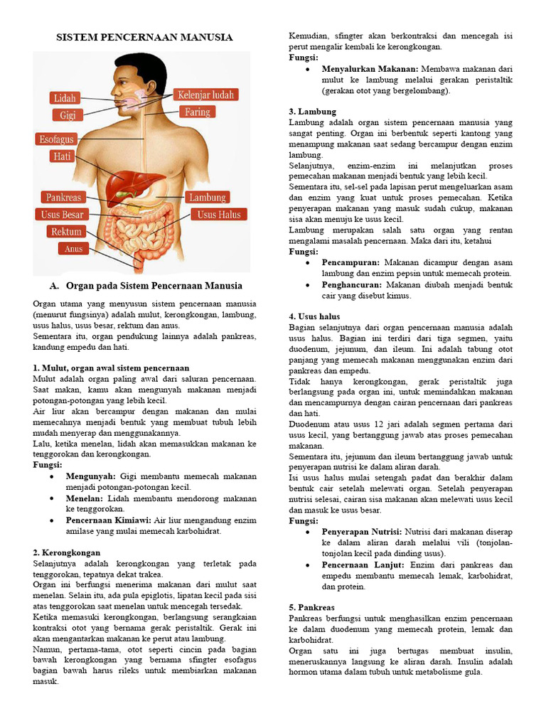 Materi Sistem Pencernaan Manusia | PDF