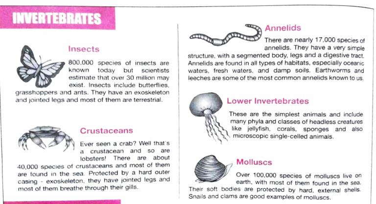 Invertebrates: Insects | PDF