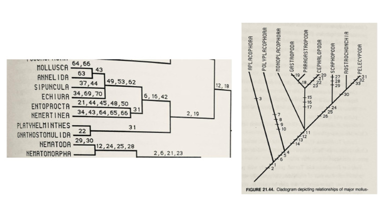 Moluscos filogenia | PDF