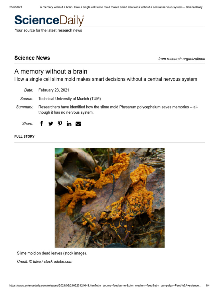 A Memory Without A Brain - How A Single Cell Slime Mold Makes Smart ...