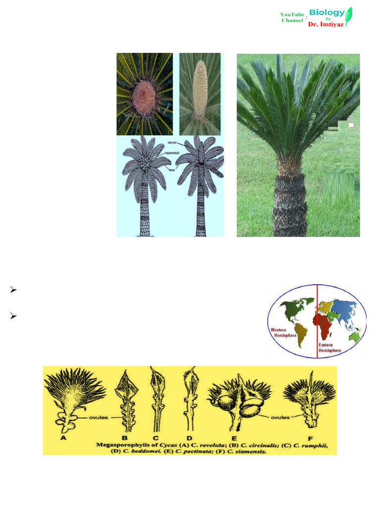 Cycus | PDF | Seed | Leaf