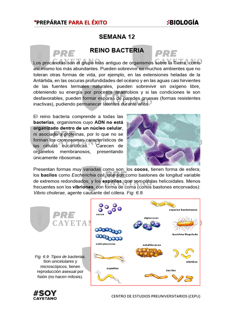 Características del Reino Bacteria y Arquea | PDF | Archaea | Las bacterias