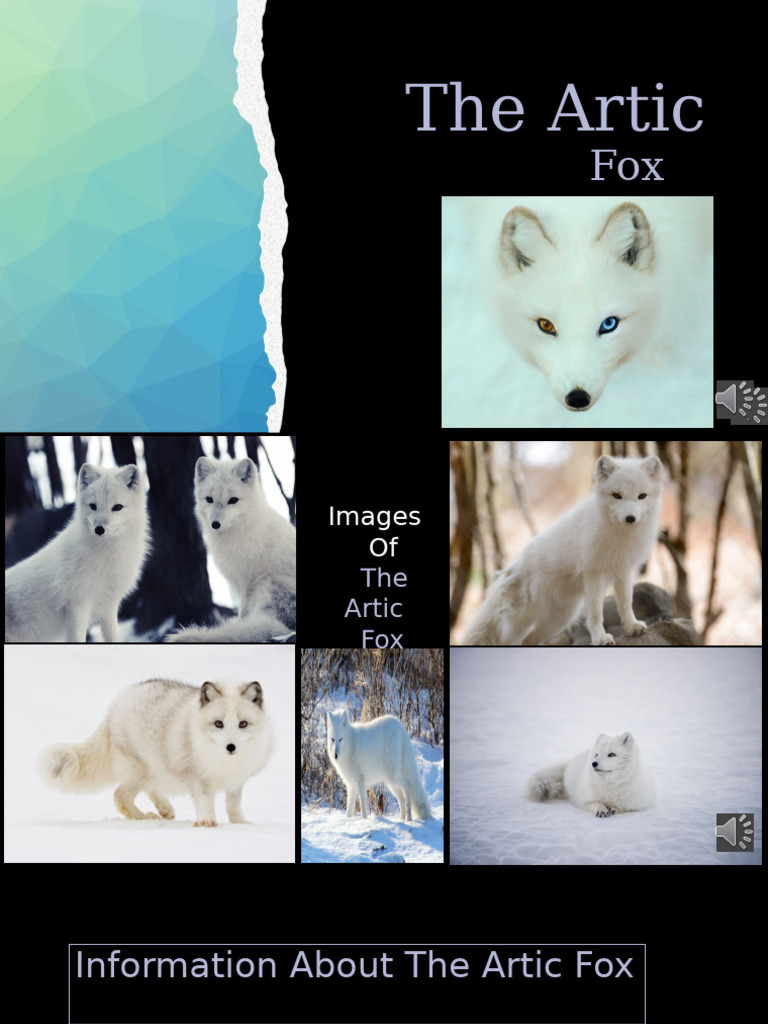 Arctic Fox: Survival in Extreme Cold | PDF
