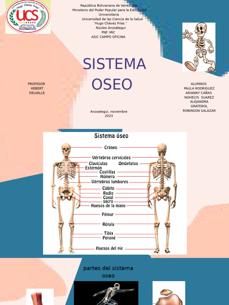 Funciones y Ejercicios del Sistema Óseo | PDF