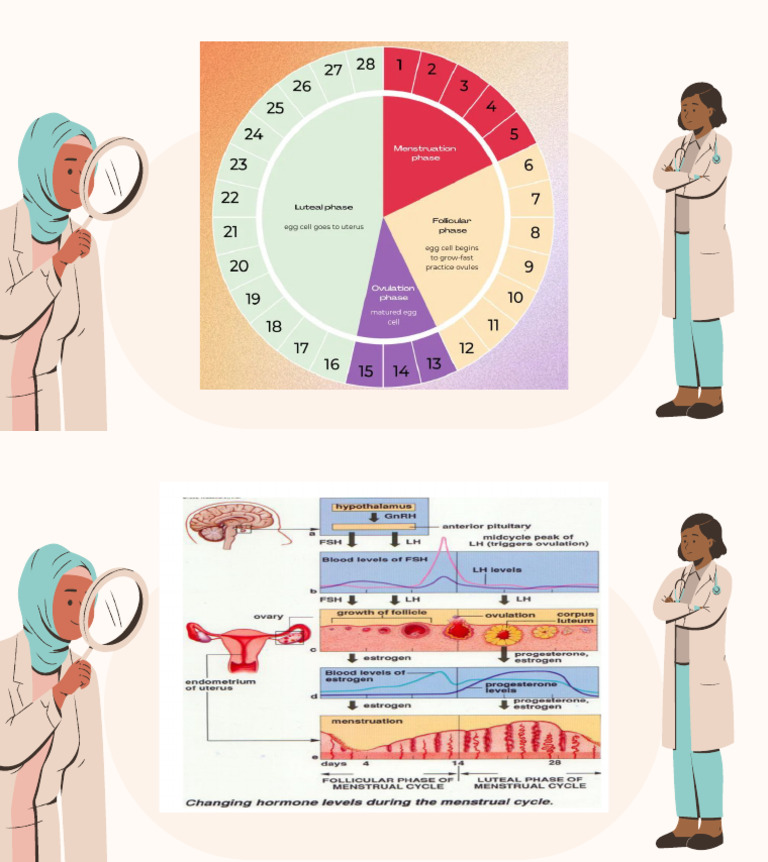 Siklus Menstruasi | PDF