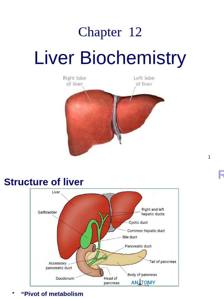 Chapter 12 Liver Biochemistry | PDF | Bile | Drug Metabolism