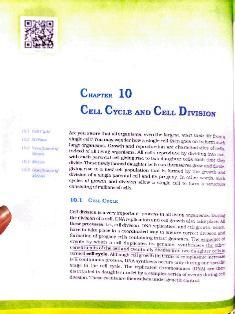 Understanding Cell Cycle and Division | PDF | Meiosis | Ploidy