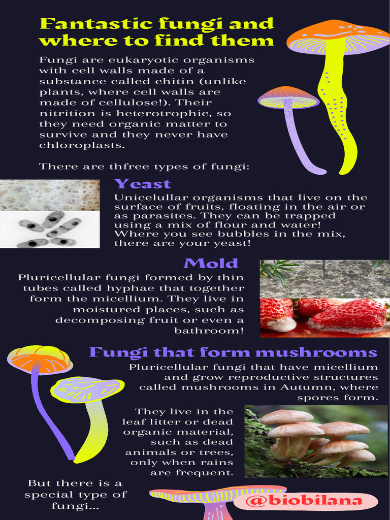 Gymkhana_Fantastic fungi and where to find them | PDF