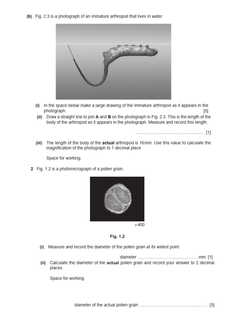 Magnification Questions Pdf Significant Figures Micrograph