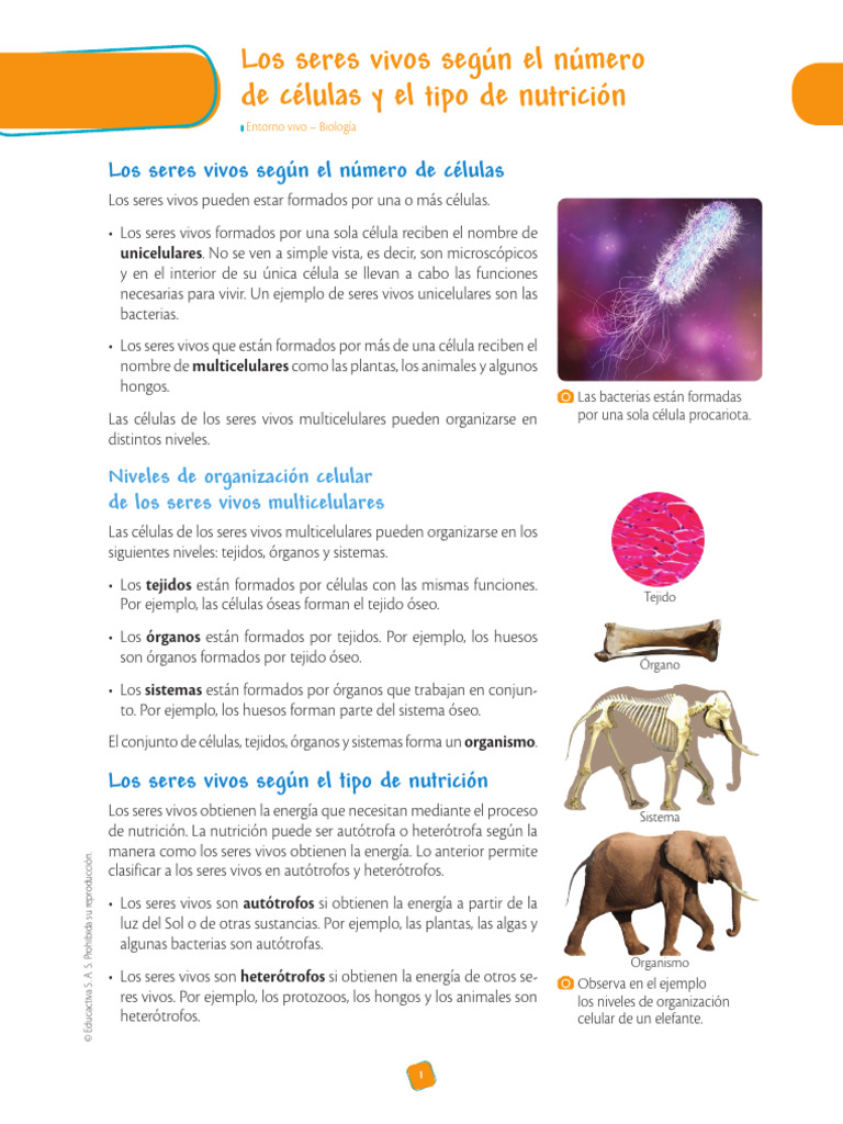 Clasificación de seres vivos: células y nutrición | PDF | Organismos ...