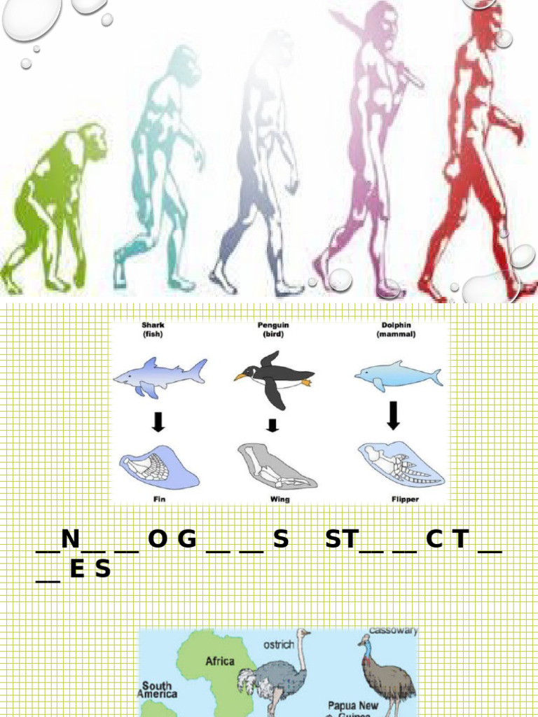 Evidence of Evolution | PDF | Molecular Biology | Homology (Biology)