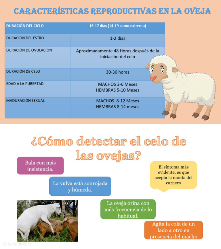 Características reproductivas de ovejas | PDF