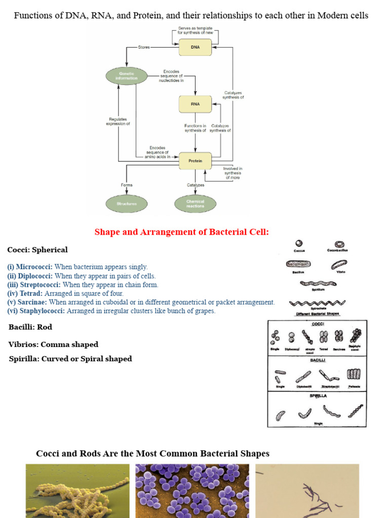 Bacterial cell structure (1) | PDF | Ribosome | Cell (Biology)