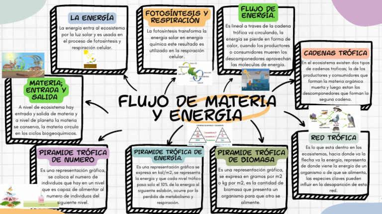 Flujo de Energia y Materia | PDF | Red alimentaria | Biologia de sistemas