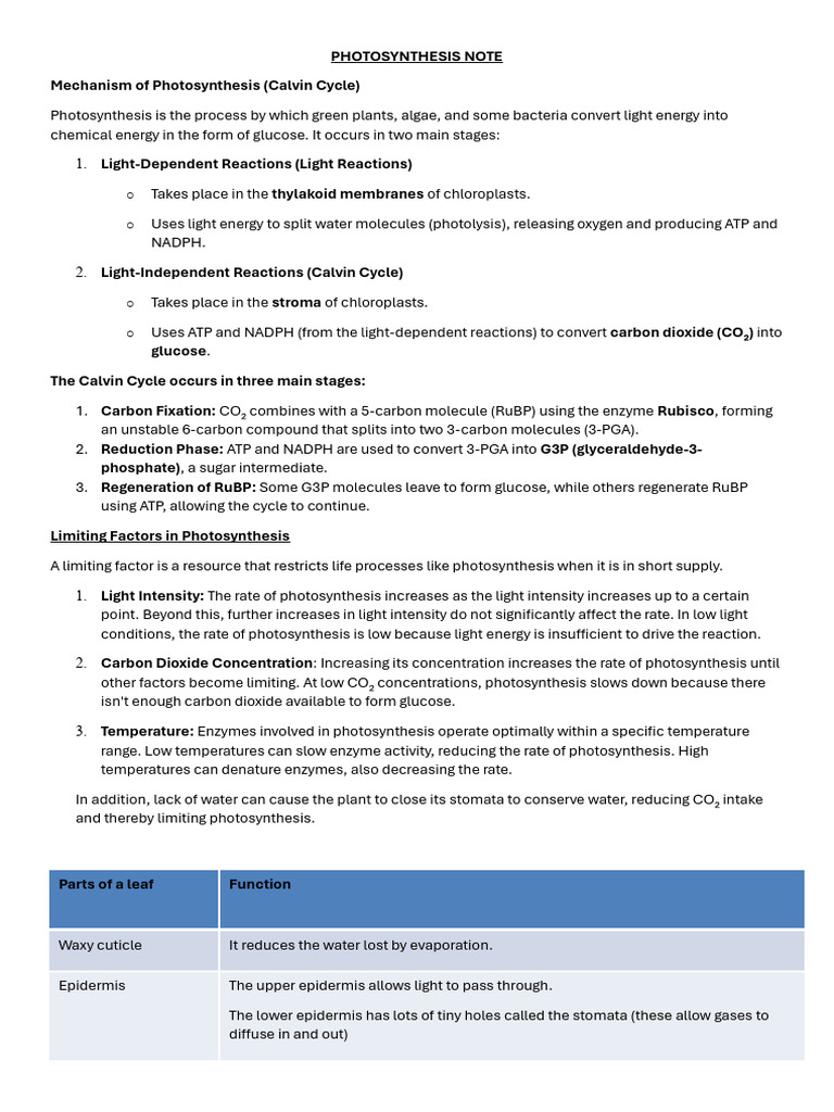 Photosynthesis Note 2 - Year 10 | PDF | Photosynthesis | Biochemistry