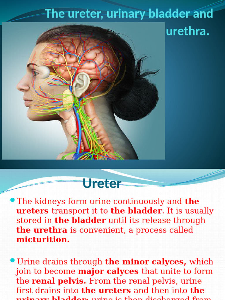 urinary system : ureter urinary bladder and urethra | PDF | Urination | Urinary System
