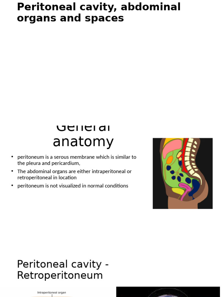 Peritoneal Cavity, Abdominal Organs and Spaces | PDF