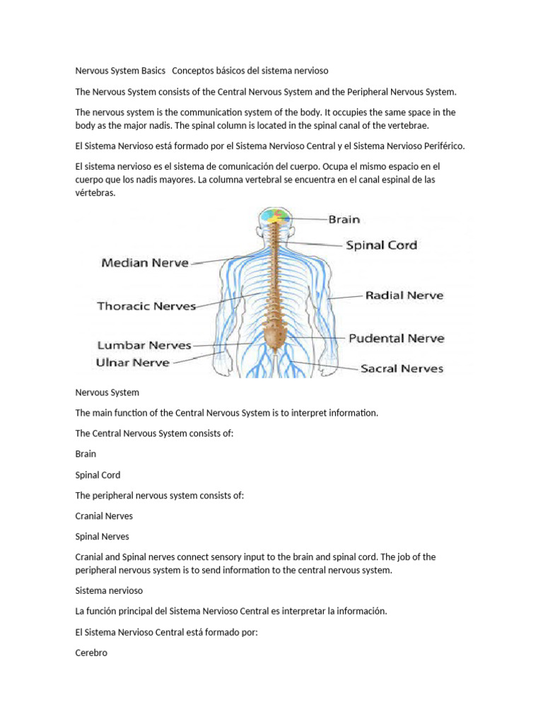 Nervous System Basics | PDF | Sistema nervioso | Neuroanatomía