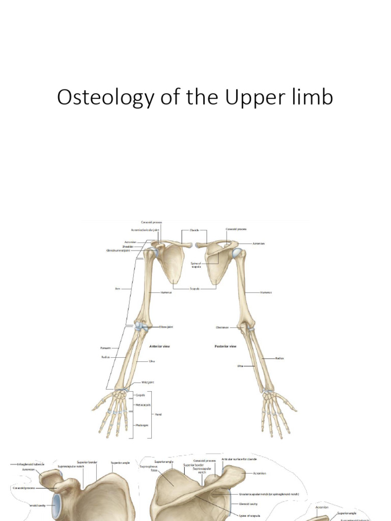 Osteology of The Upper Limb | PDF