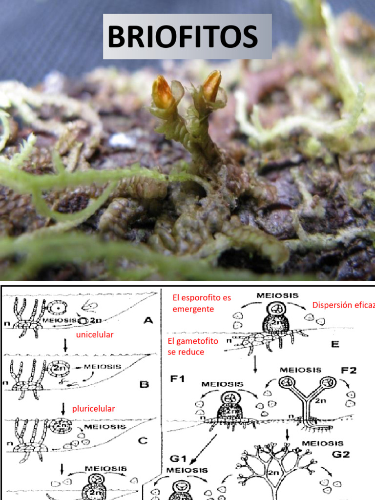 Clase 2 BRIOFITOS | PDF | Plantas | Musgo