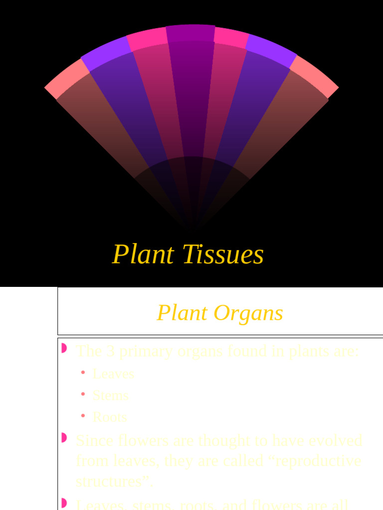 Hortbot Lesson Plan4.pptjnhj | PDF | Plant Stem | Tissue (Biology)