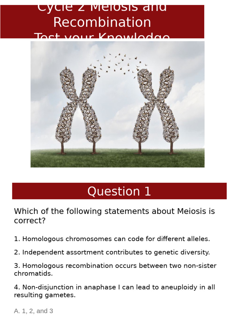 Meiosis and Recombination Quiz | PDF | Meiosis | Genetics