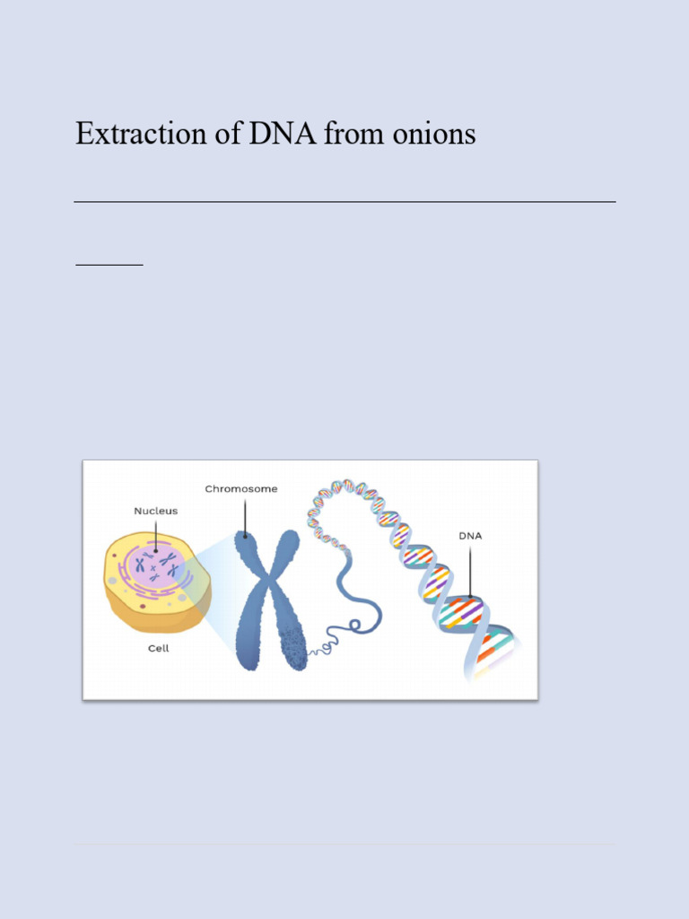 Extraction of DNA Onions | PDF | Cell (Biology) | Cell Nucleus