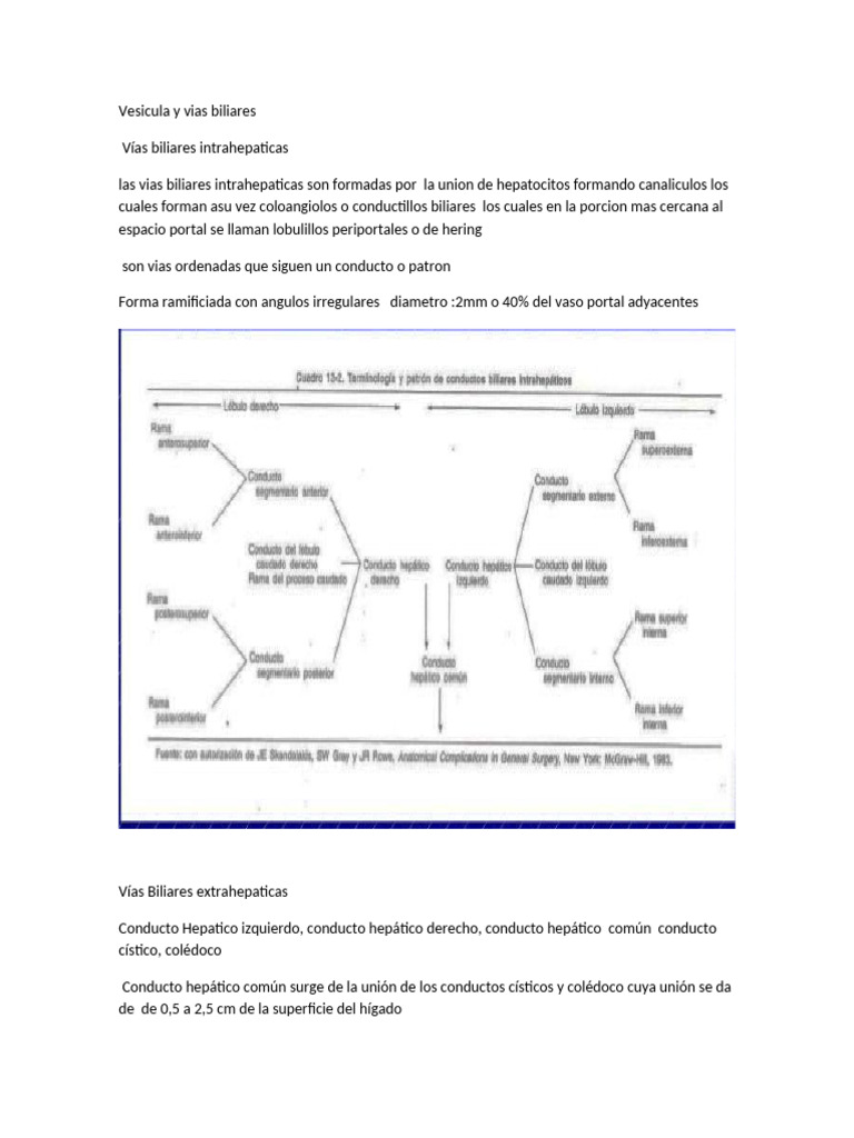 Anatomía de la Vesícula y Vías Biliares | PDF | Hígado | Vesícula biliar