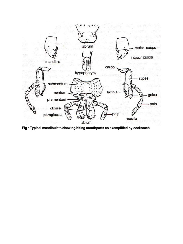 Mouth 1 | PDF