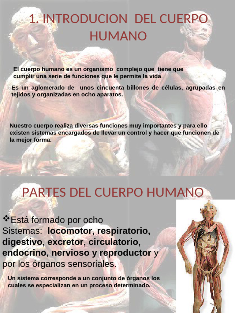 Sistemas del Cuerpo Humano y Funciones | PDF | Sistema digestivo humano ...