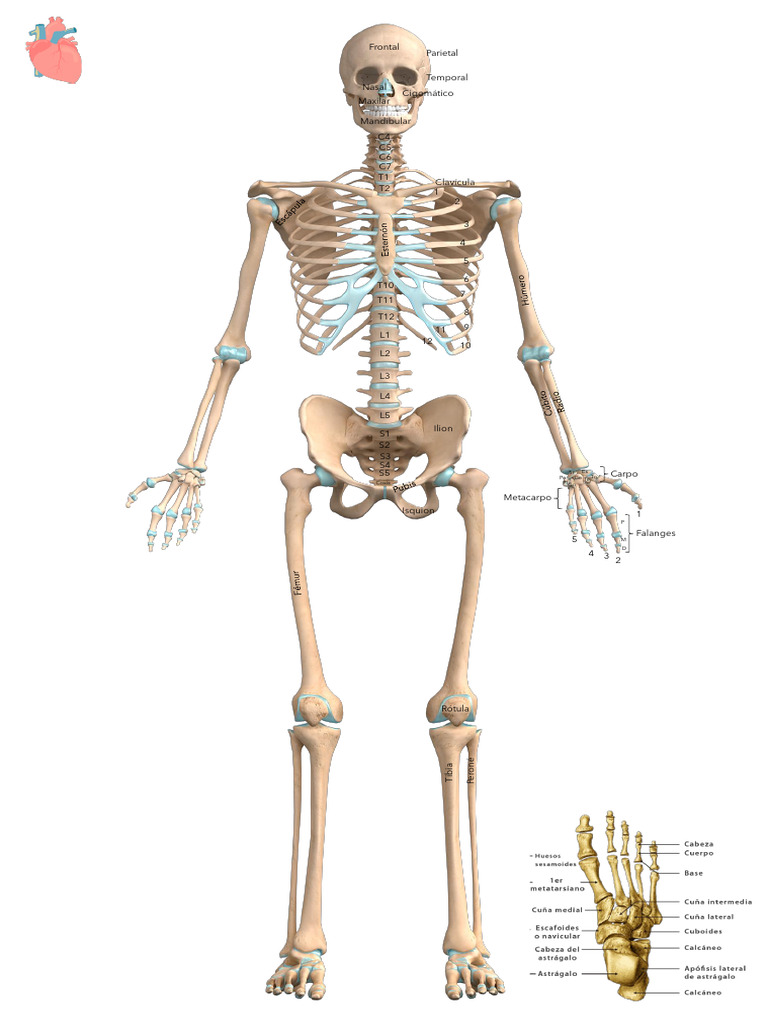 Esqueleto | PDF