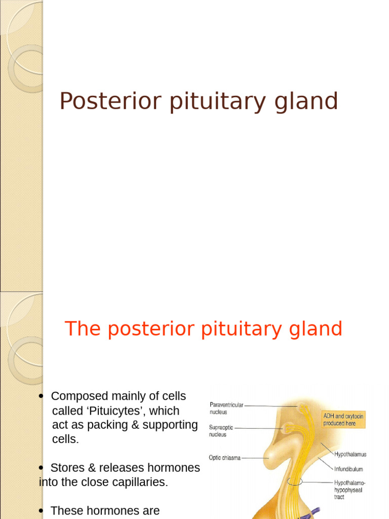 Functions of Posterior Pituitary Hormones | PDF | Pituitary Gland ...