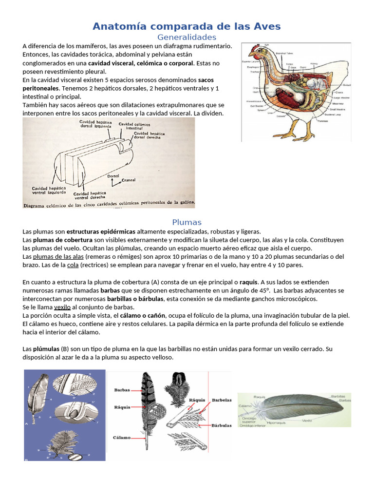Anatomía de Las Aves 1 | PDF | Laringe | Estómago