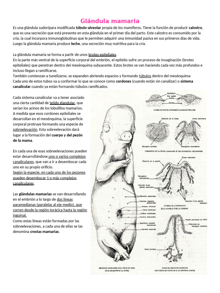 Estructura y función de la glándula mamaria | PDF | Pecho | Vena
