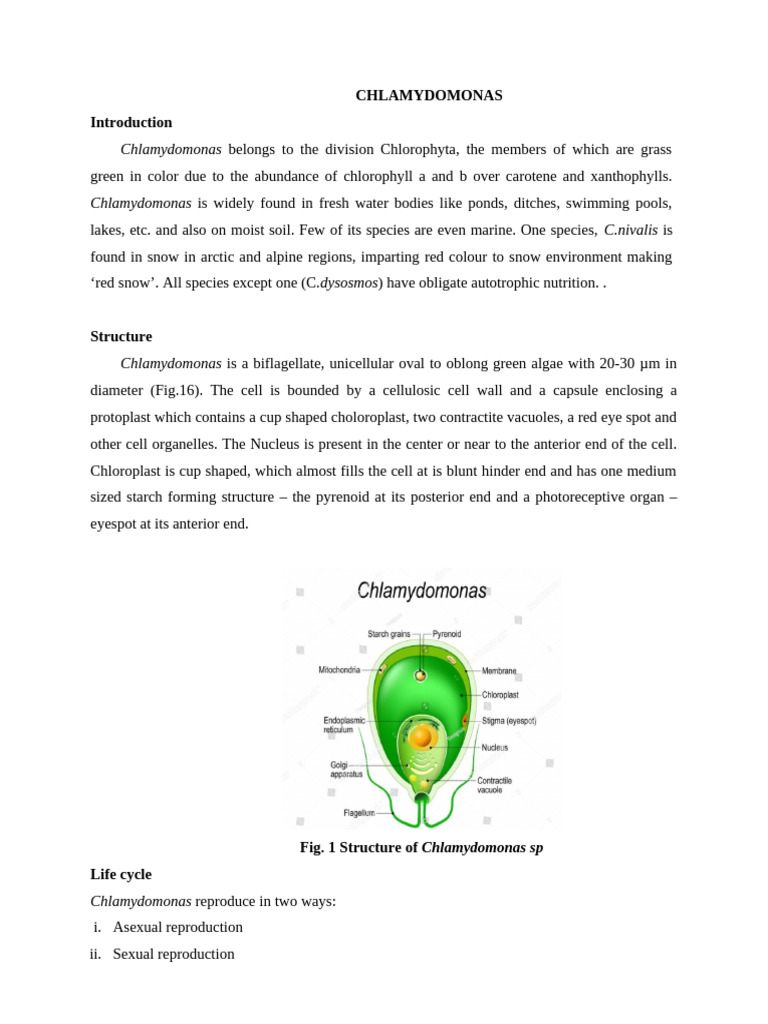 CHLAMYDOMONAS | PDF | Meiosis | Ploidy