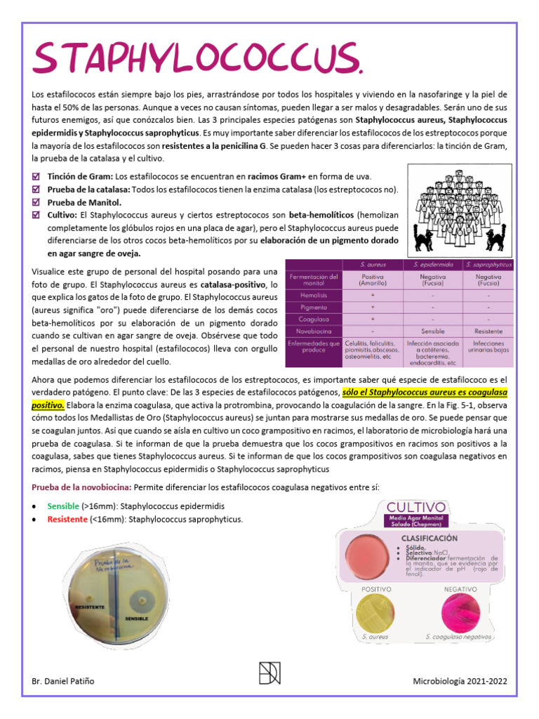 GUIA Staphylococcus Daniel Patino | PDF | Staphylococcus Aureus | Staphylococcus aureus ...