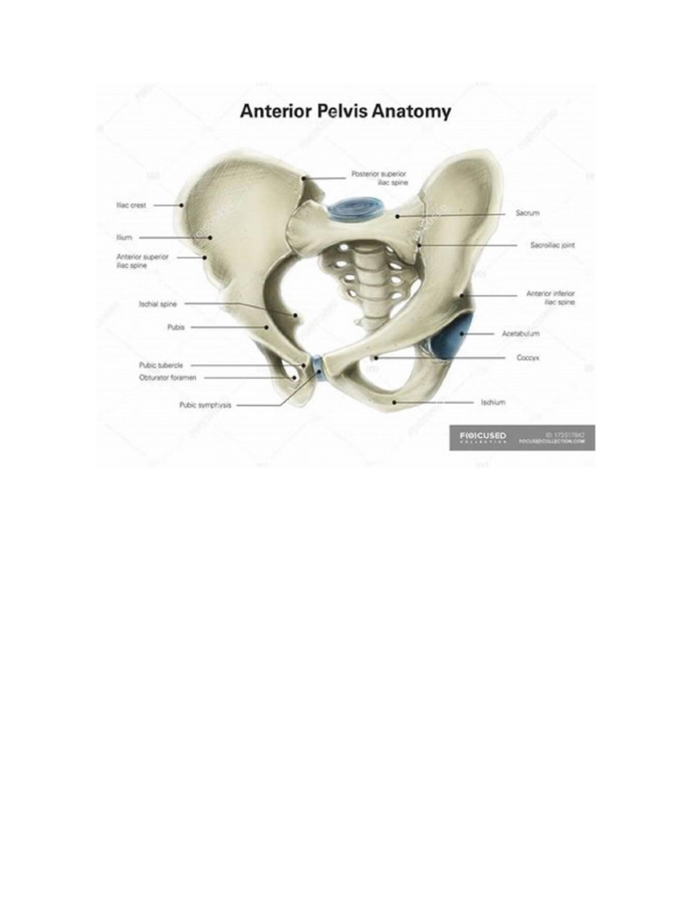 Pelvis | PDF