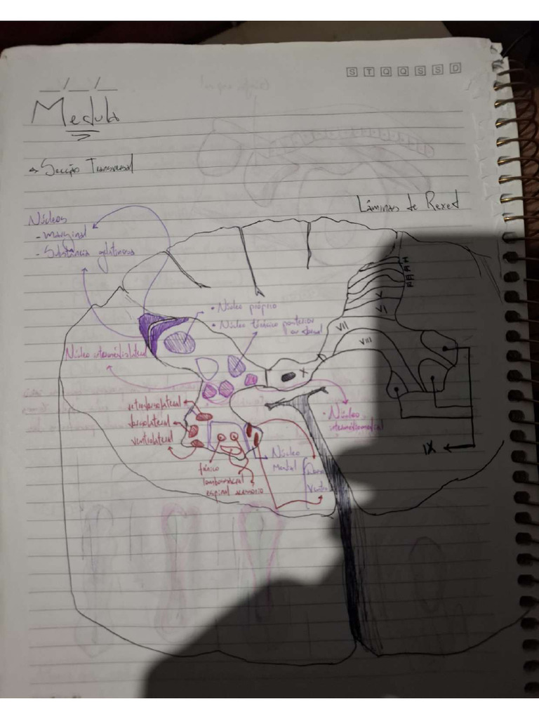 Anatomia Da Medula | PDF