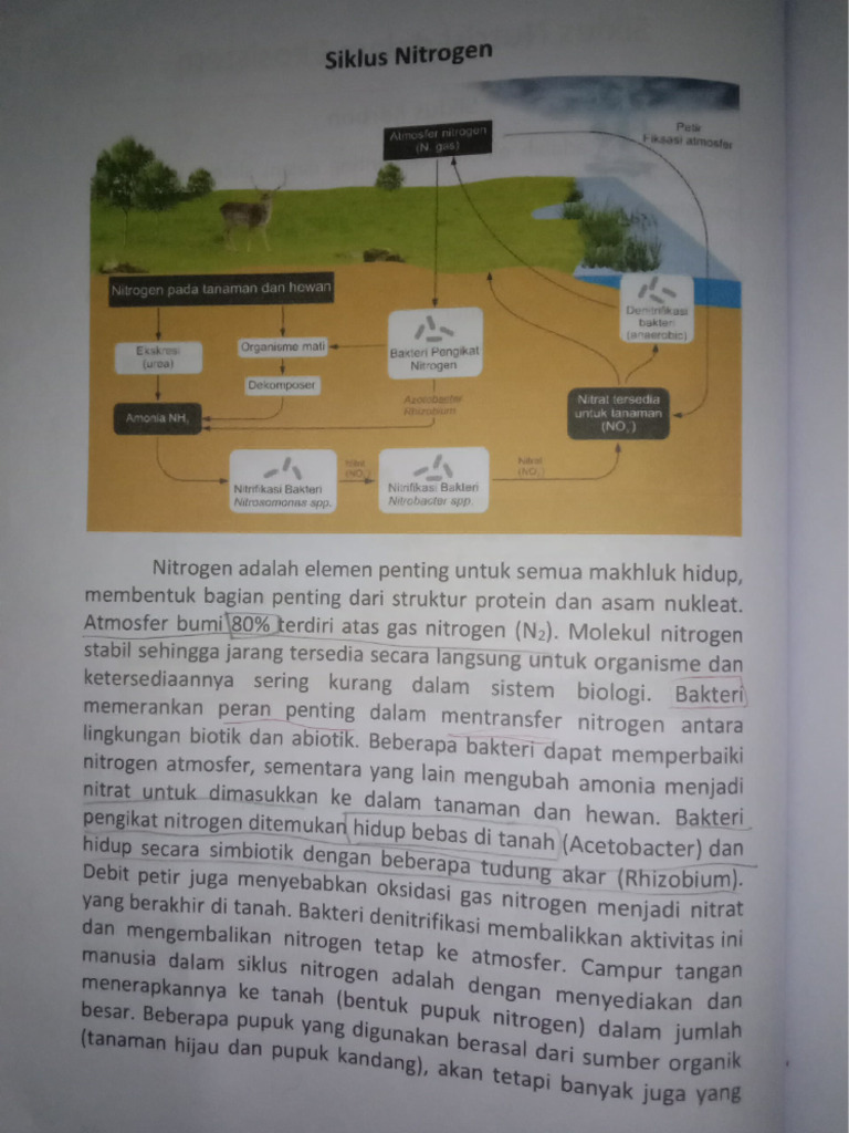 Aliran energi dan siklus nutrisi | PDF