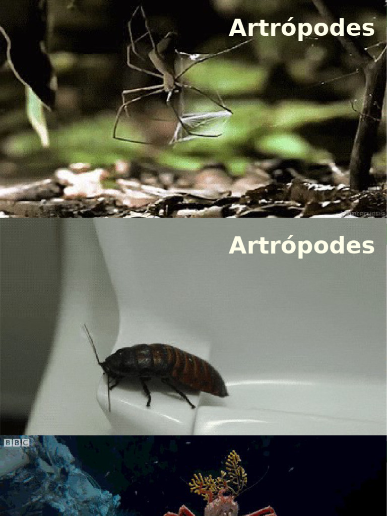 Características e Classificação dos Artrópodes | PDF | Insetos | Crustáceo