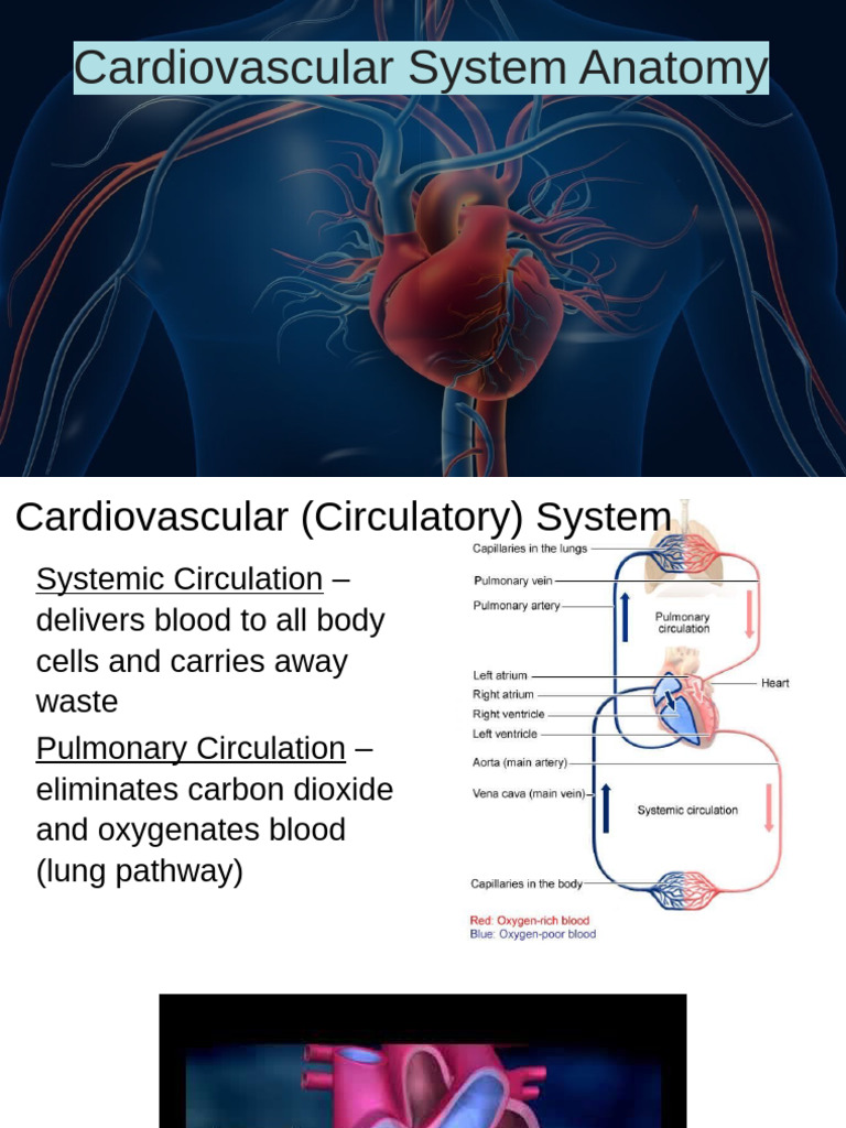 Cardiovascular System Anatomy Overview | PDF | Heart Valve | Heart