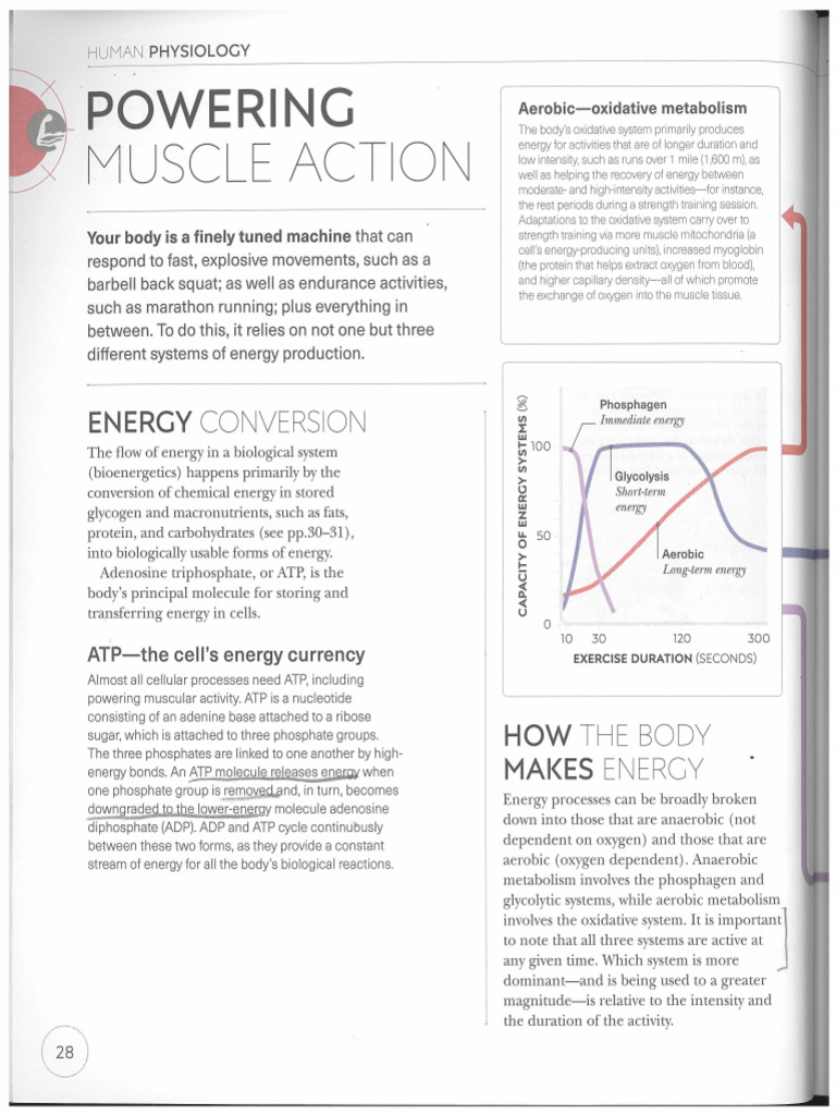Fuel For Strength Training | PDF