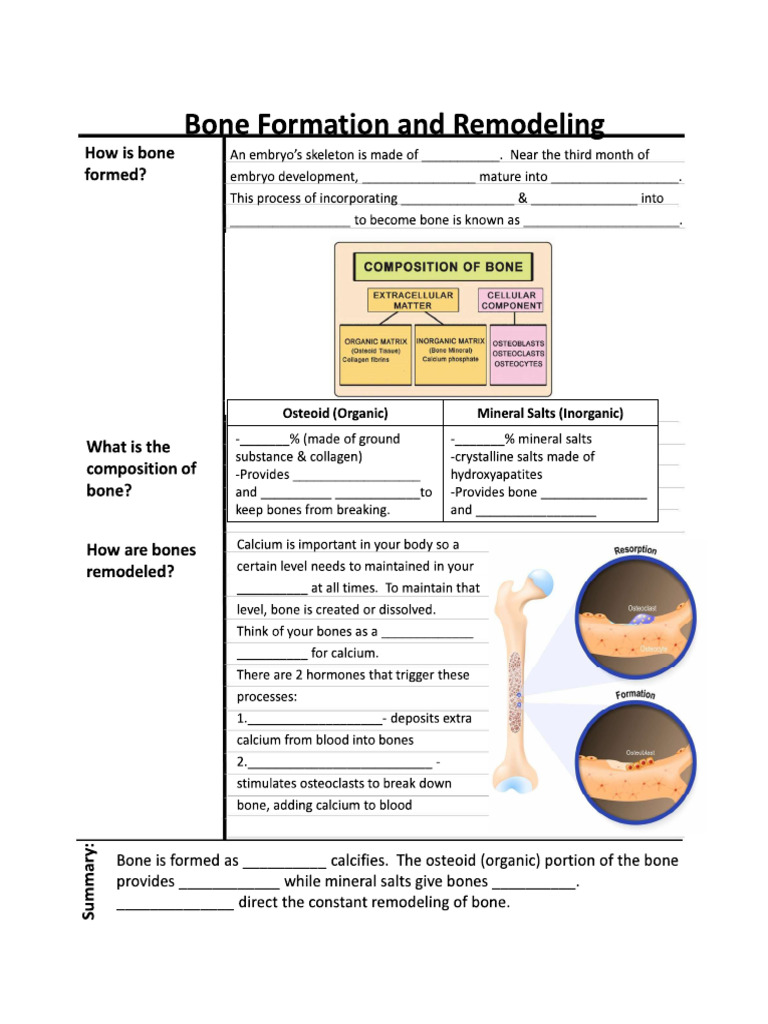 Notes 3 bone formation and remodeling 84% | PDF