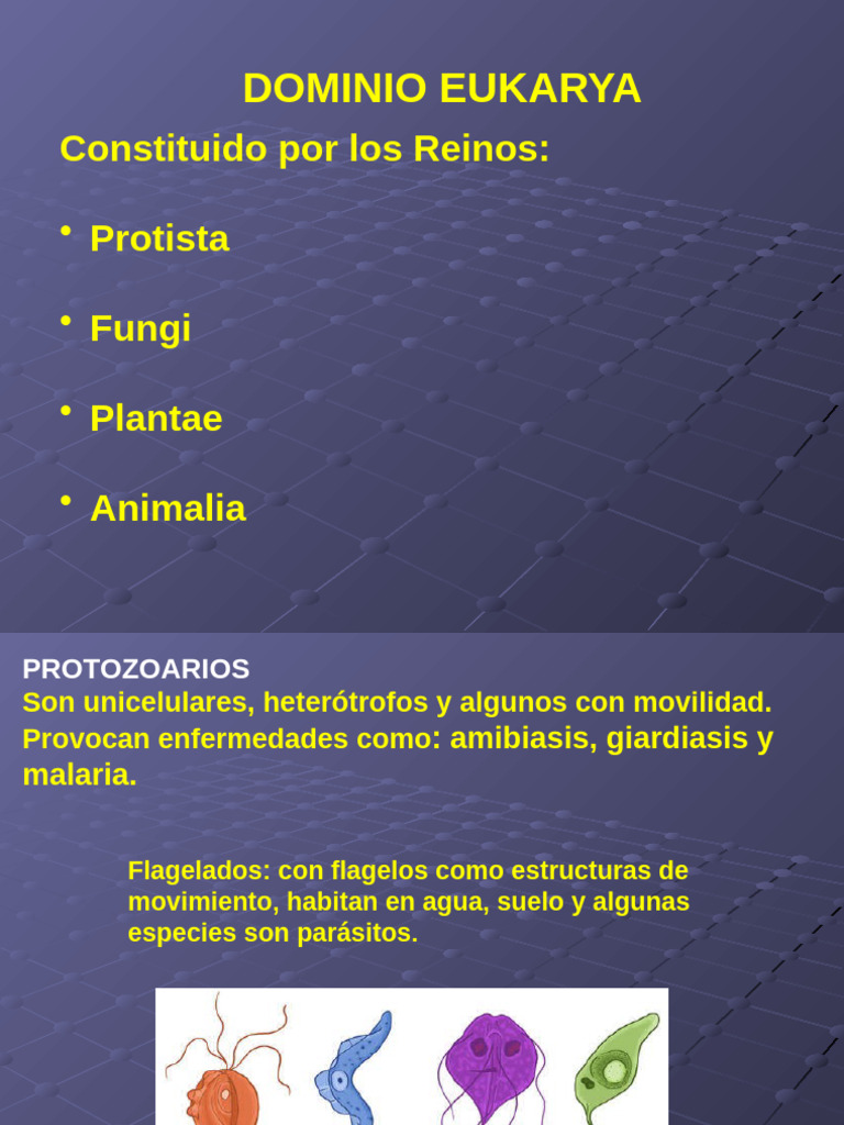 Dominio Eukarya_PF 2 | PDF | Plantas | Algas